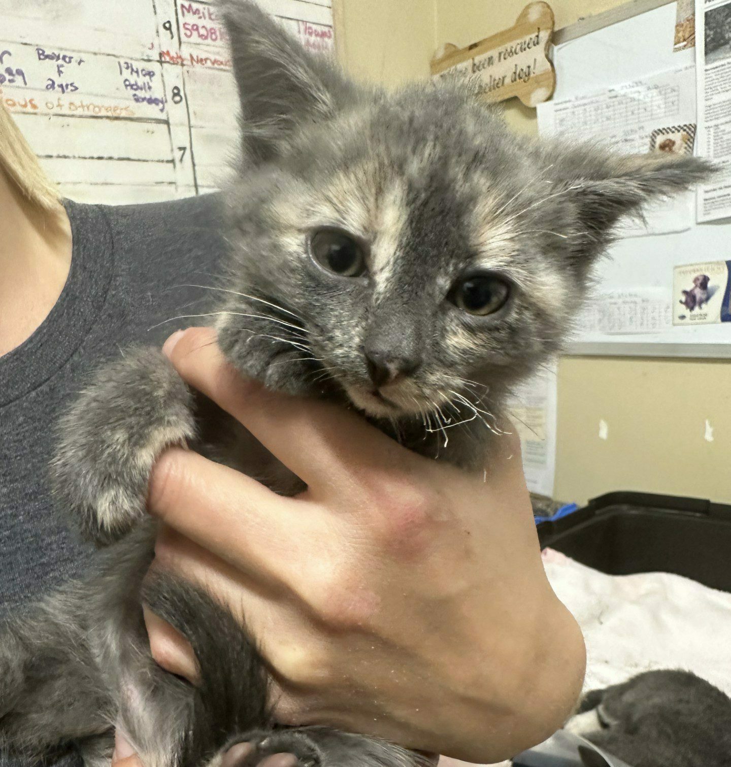 Kittens rescued from fire win the hearts of a community - BC SPCA