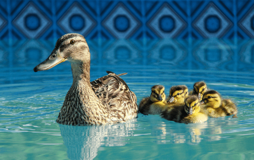 Pool and water safety for wildlife - BC SPCA