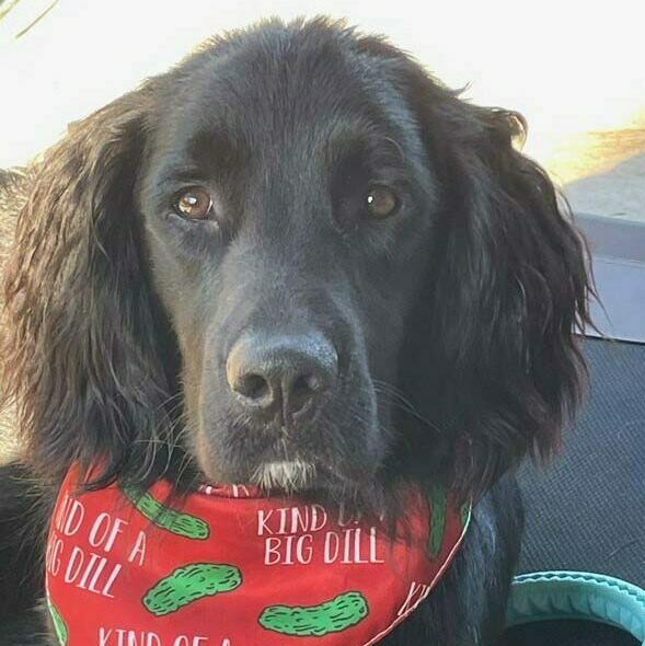 It's kind of a big dill. Pickles finds his forever home! - BC SPCA