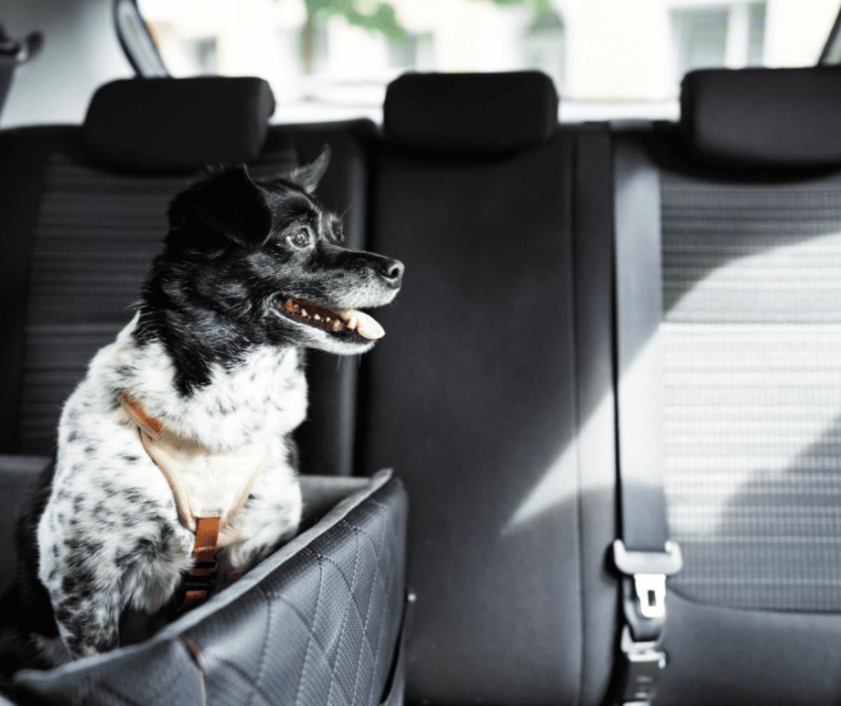 BC SPCA Urges Public: Keep Animals Out of Hot Vehicles - BC SPCA