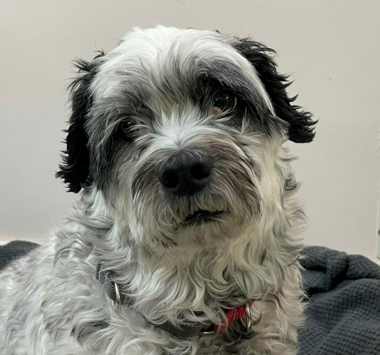 “Sweetie” the sweetheart Shih Tzu surrendered to BC SPCA - BC SPCA