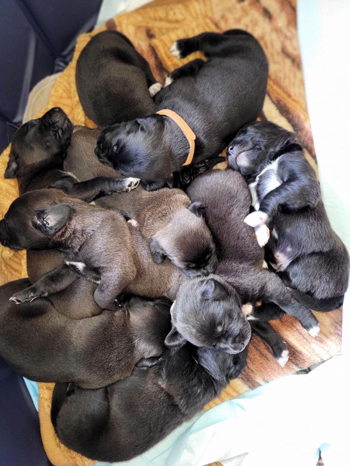 Rescued pregnant stray and her nine puppies find their forever homes ...
