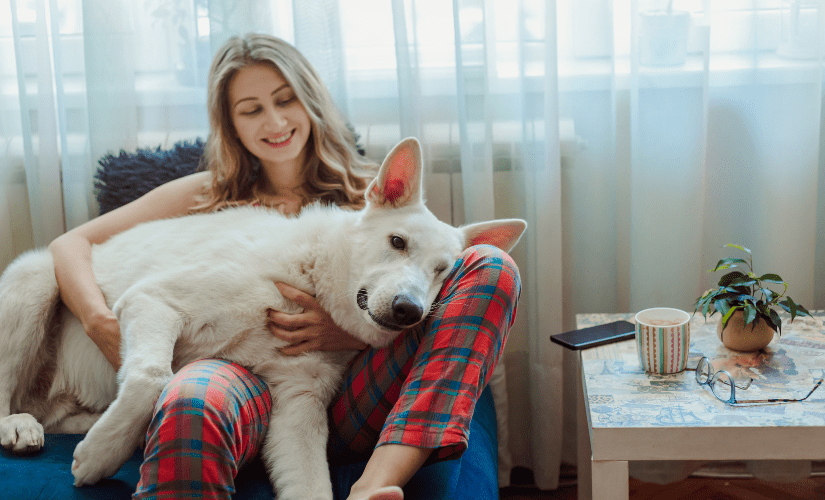 Five ways your dog shows you affection - BC SPCA