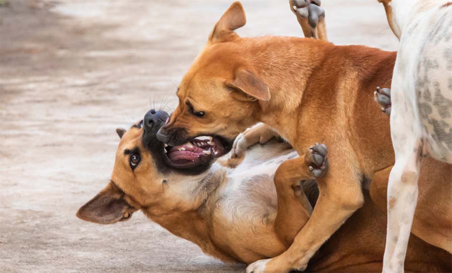 Dog fights: How to prevent them and how to break them up - BC SPCA