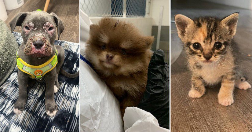 Second Chances Start with You | BC SPCA