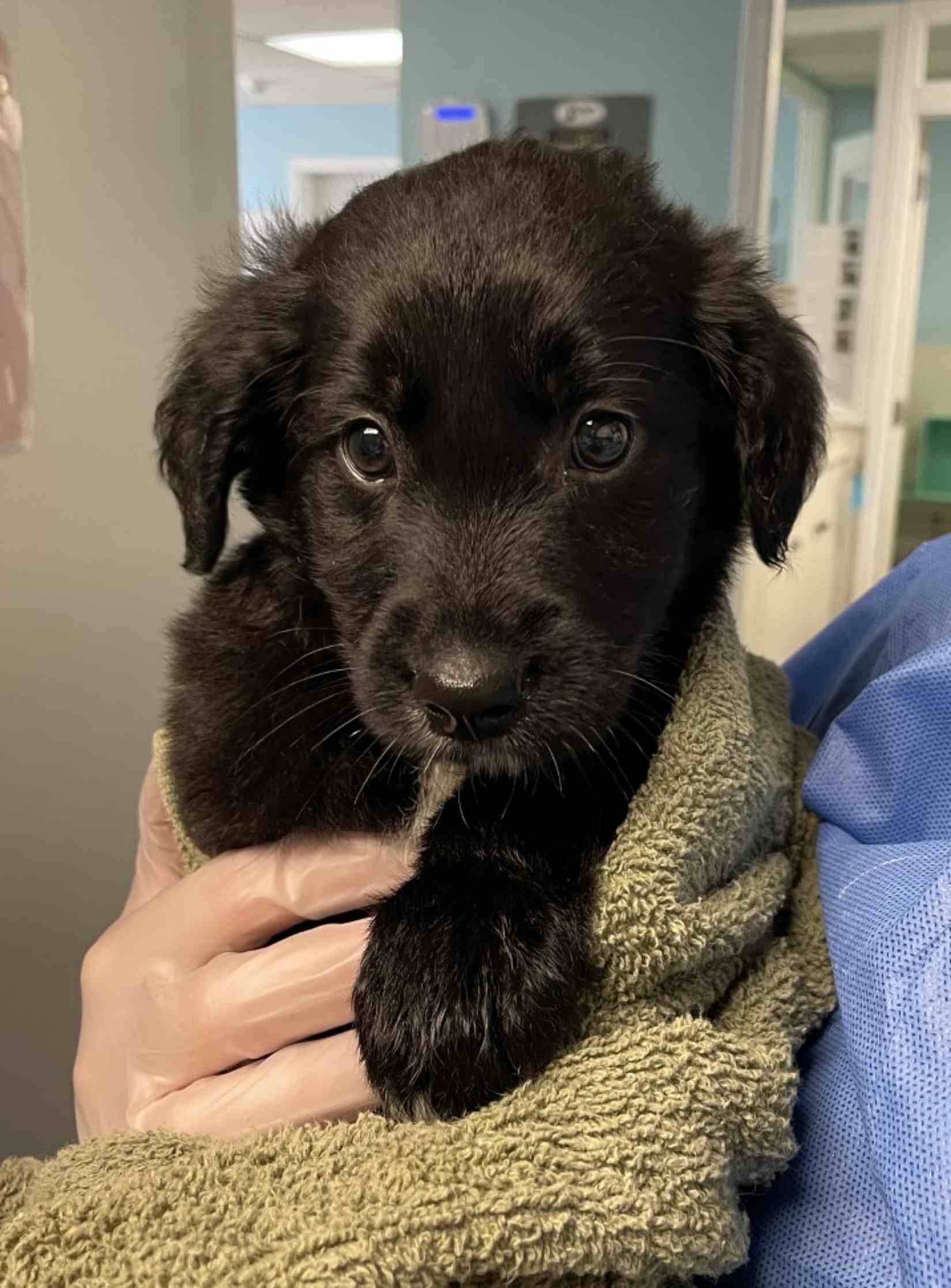 Skippy Hashbrown Laing (formerly Raine) - BC SPCA