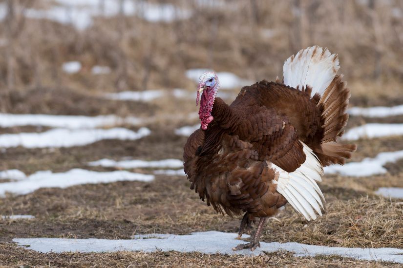 10 fun facts about turkeys - BC SPCA