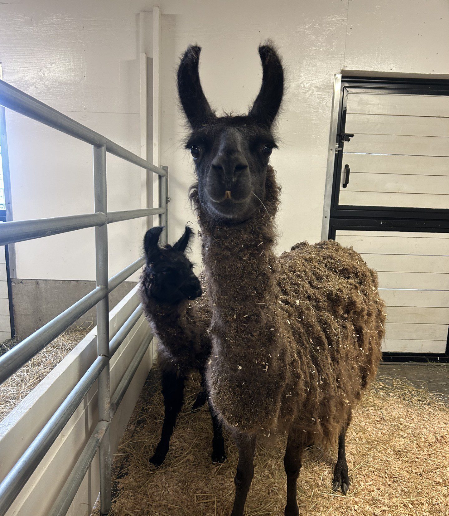 BC SPCA rescues eight llamas from property in South Surrey - BC SPCA
