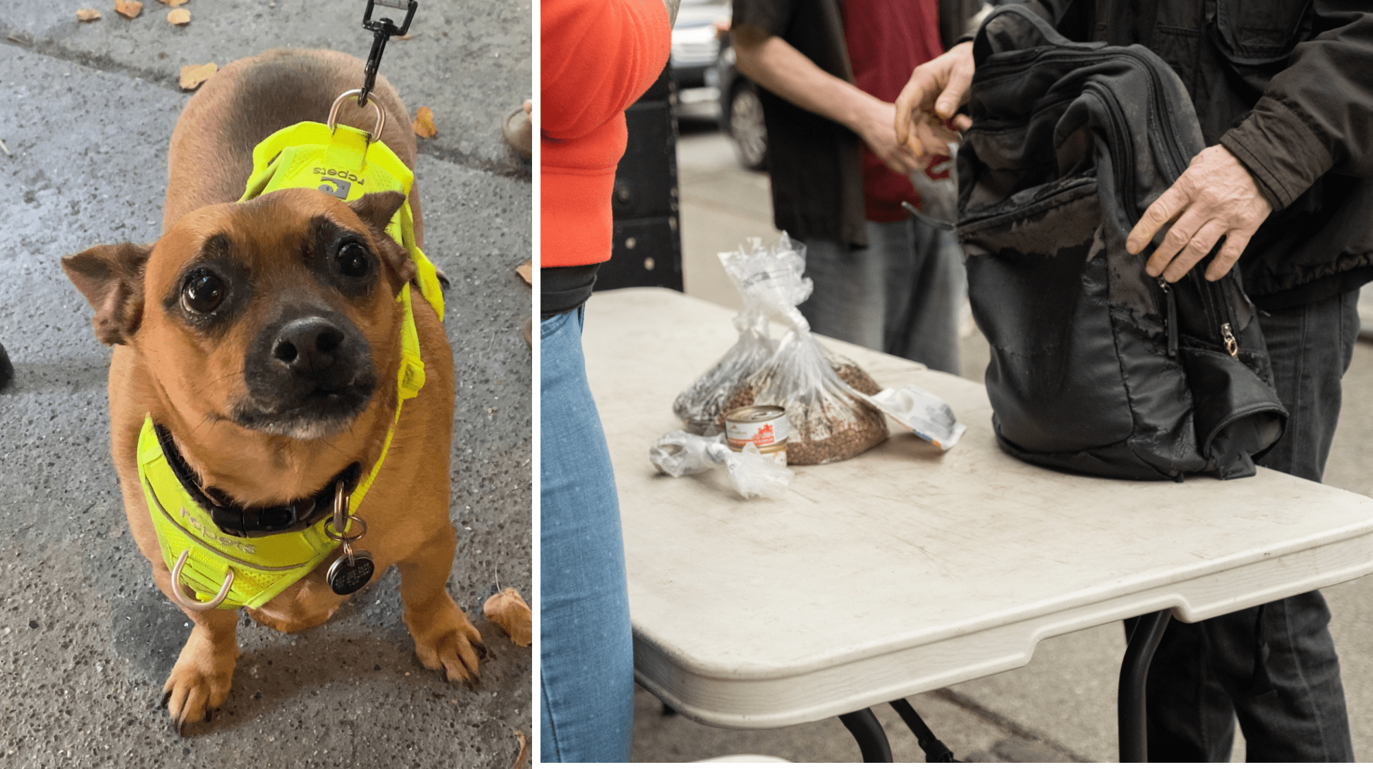 Make a holiday gift to the animals | BC SPCA