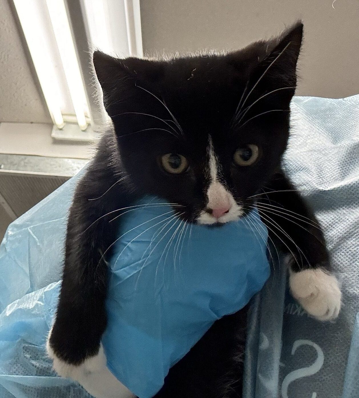 BC SPCA animal protection officer rescues seven kittens from hazardous ...