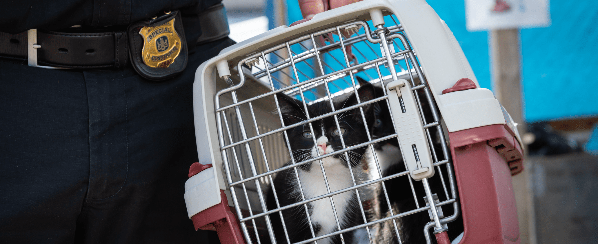 BC SPCA sees 350 per cent increase in animal protection investigation ...