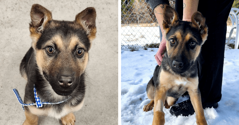 Make a holiday gift to the animals | BC SPCA