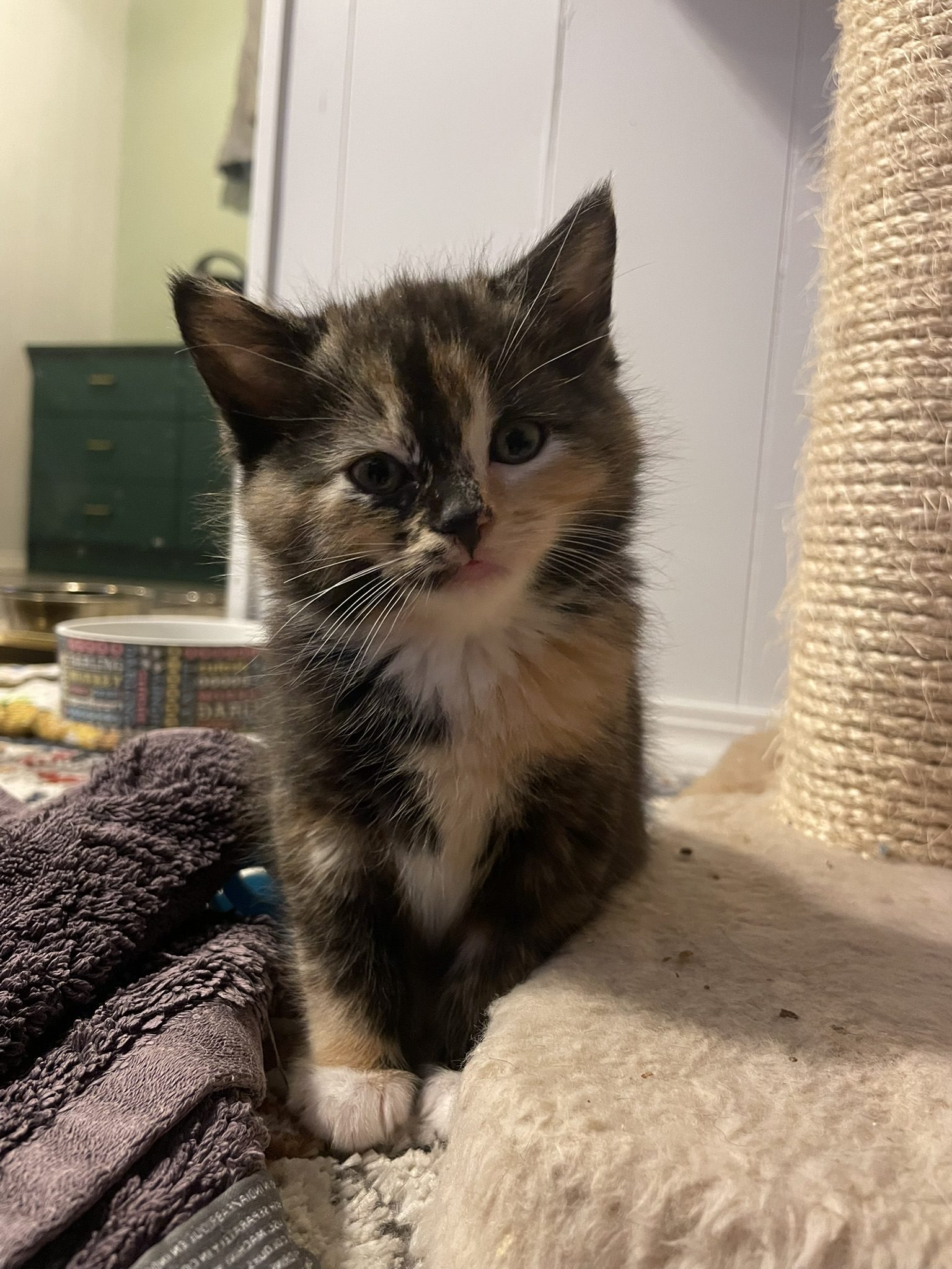 Feeding of strays leads to surrender of more than 20 cats to BC SPCA - BC SPCA