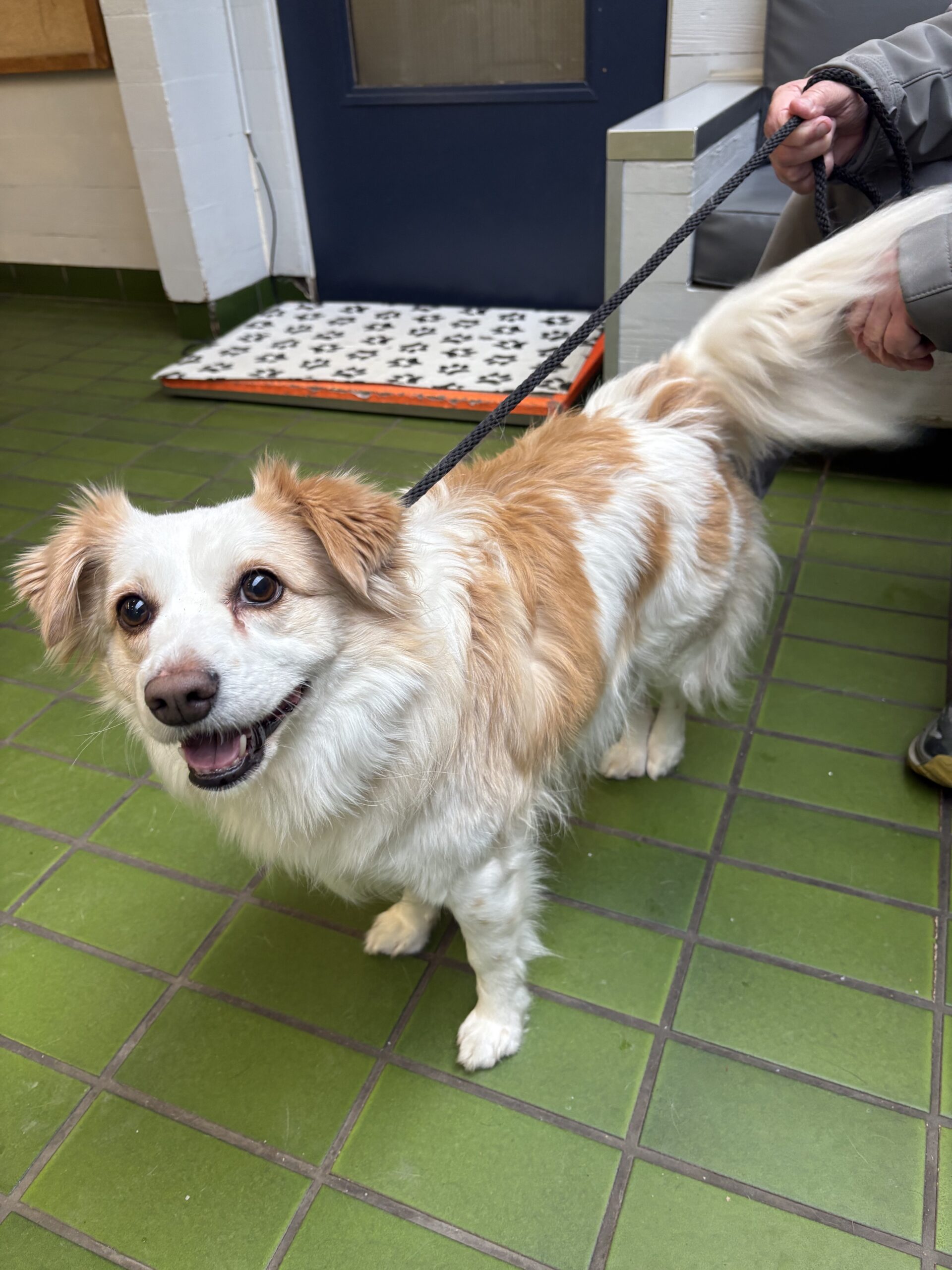 Update: BC SPCA takes dog hit by car into care