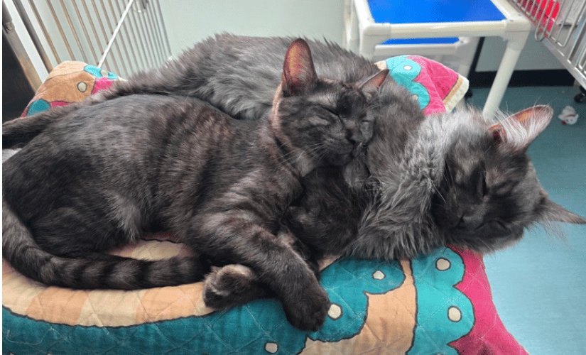 Celebrate Valentine’s Day with bonded pairs of adoptable animals - BC SPCA