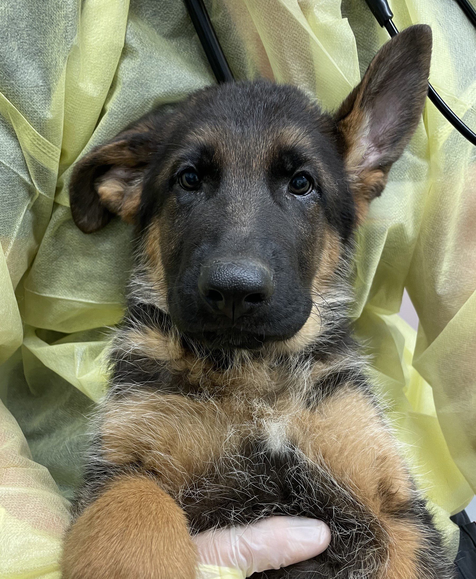 Update: Rescued German shepherd puppy has a forever home for the ...