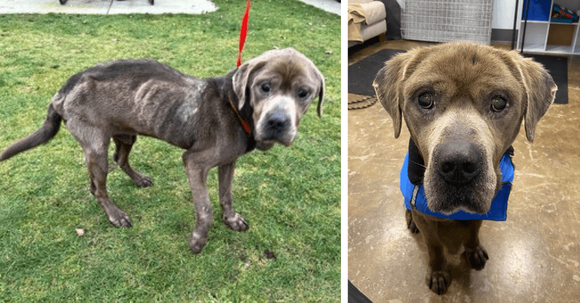 Update: Emaciated dog chained outside in freezing temperatures - BC SPCA