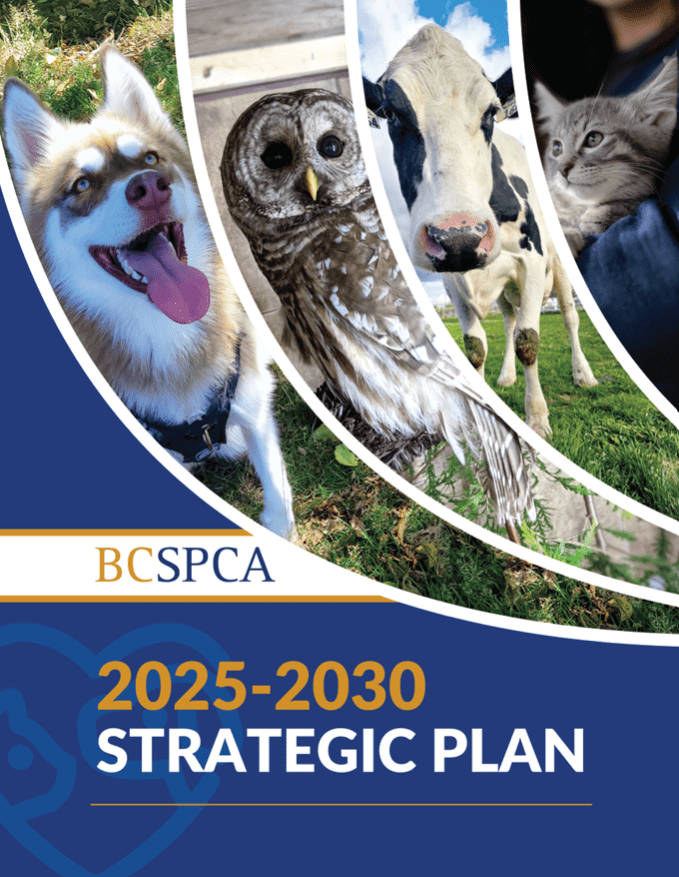 BC SPCA aims to tackle root causes of animal suffering with launch of its new 2025-2030 ...