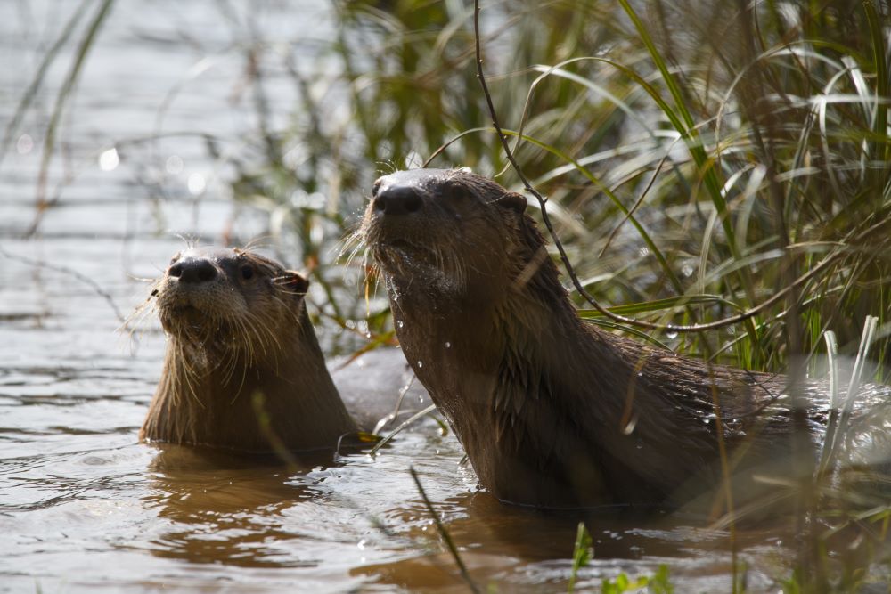 Otter-ly adorable: orphaned otter pups rescued by BC SPCA’s Wild ARC ...