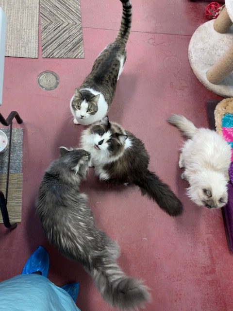 BC SPCA urges public to include pets in estate planning after taking in seven cats following ...