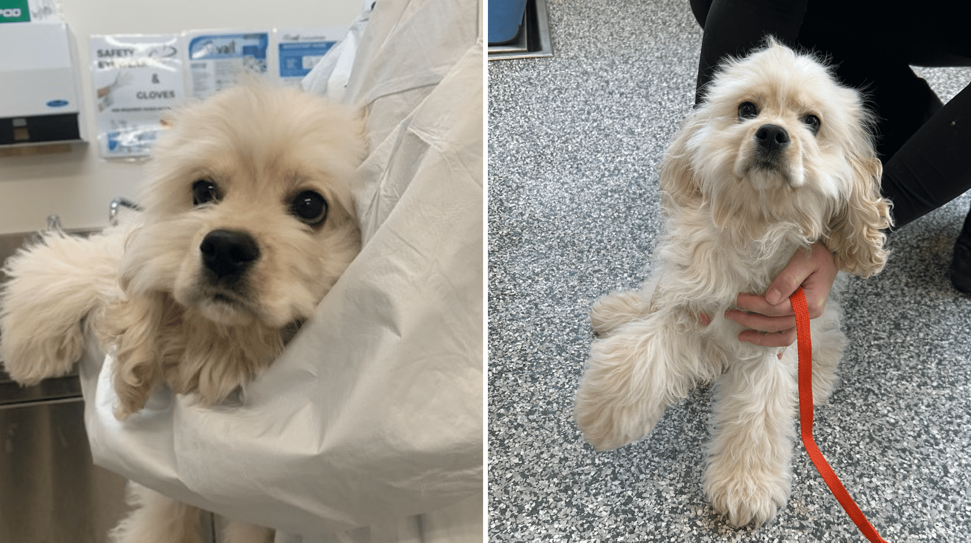 Abused puppy seized by BC SPCA animal protection officer - BC SPCA