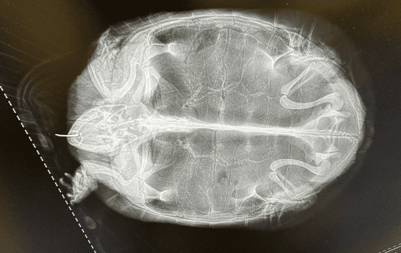 What’s new at the BC SPCA’s Wild Animal Rehabilitation Centre (Wild ARC ...