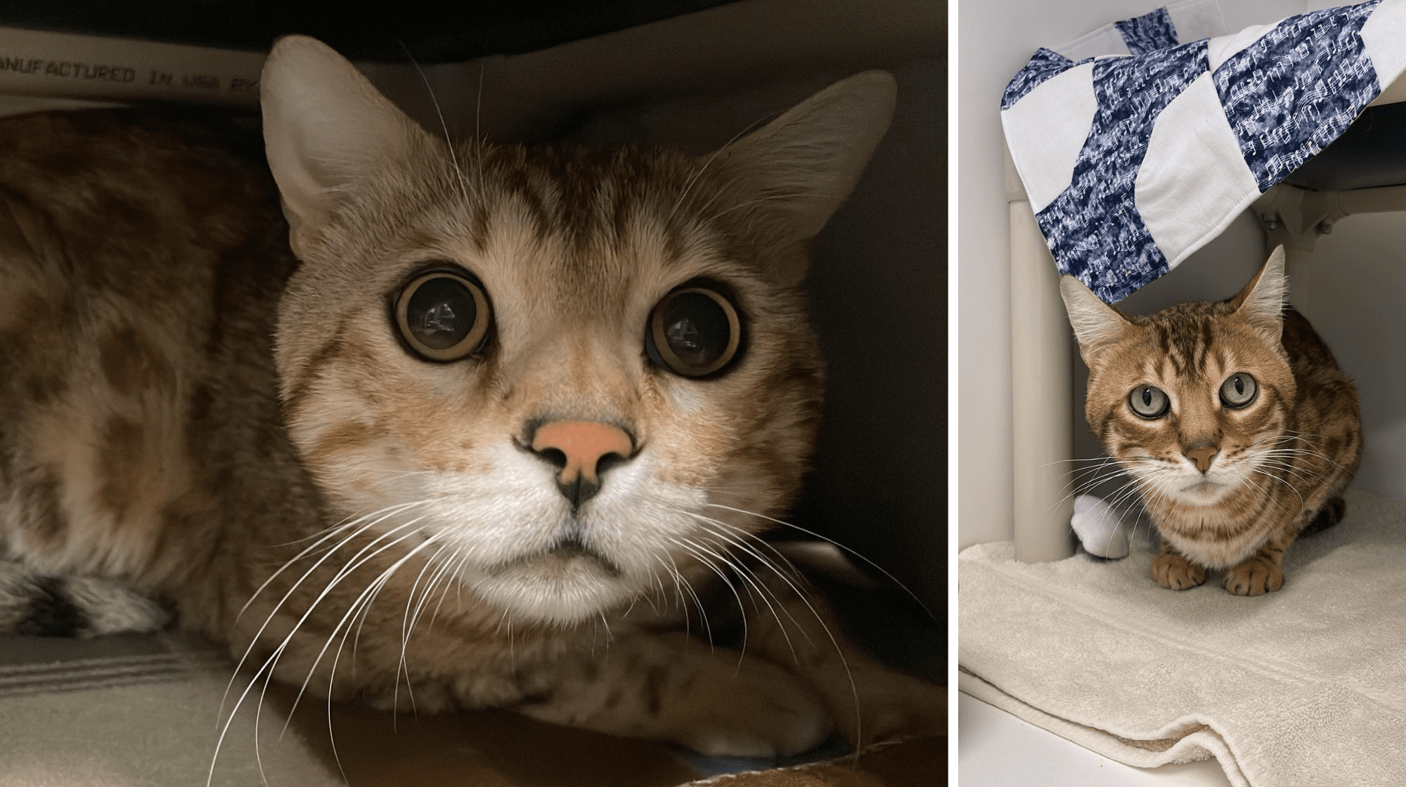 BC SPCA investigation results in the seizure of 34 Bengal cats from irresponsible breeder - BC SPCA