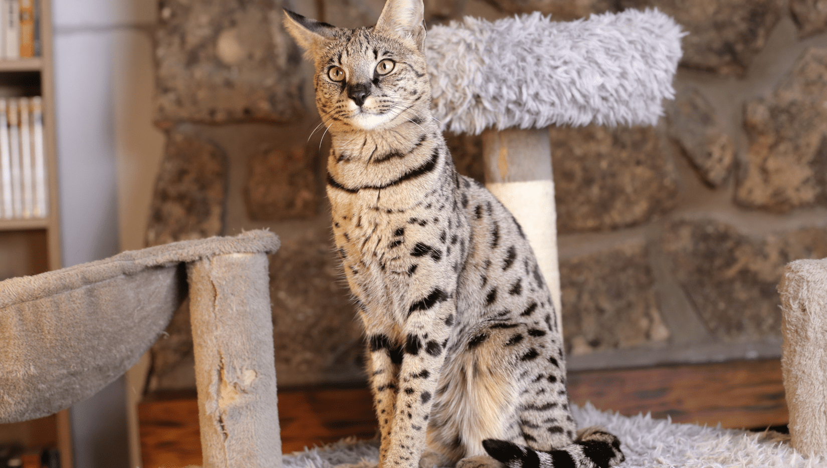 Domestic Wild Cat Breeds