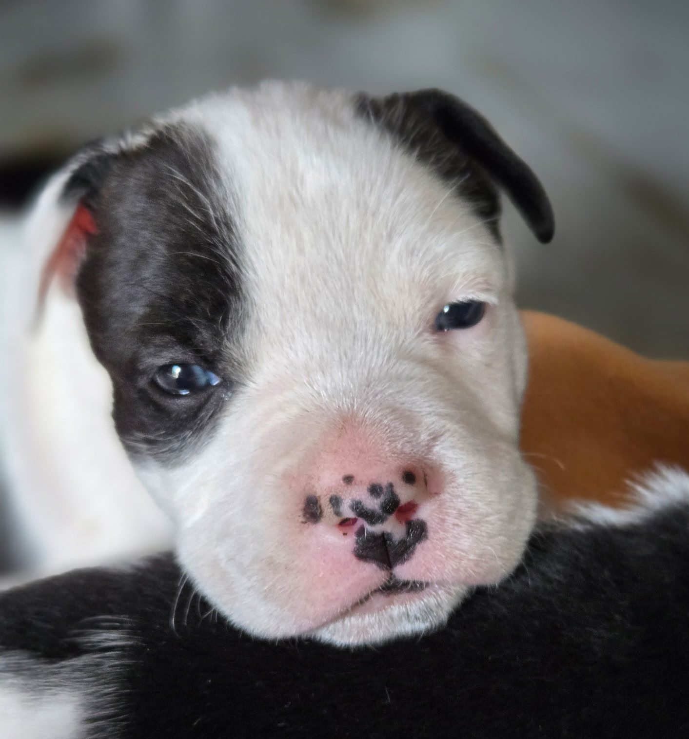 BC SPCA investigation results in surrender of 33 cats and dogs, including a mom and her 11 ...