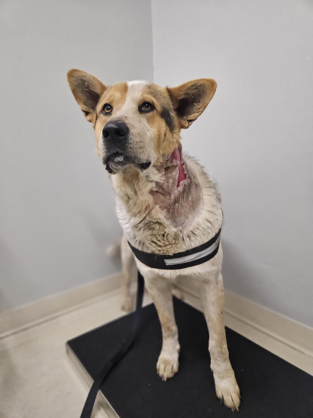 Bear encounter battle scars – dog heals mind & body in new home - BC SPCA