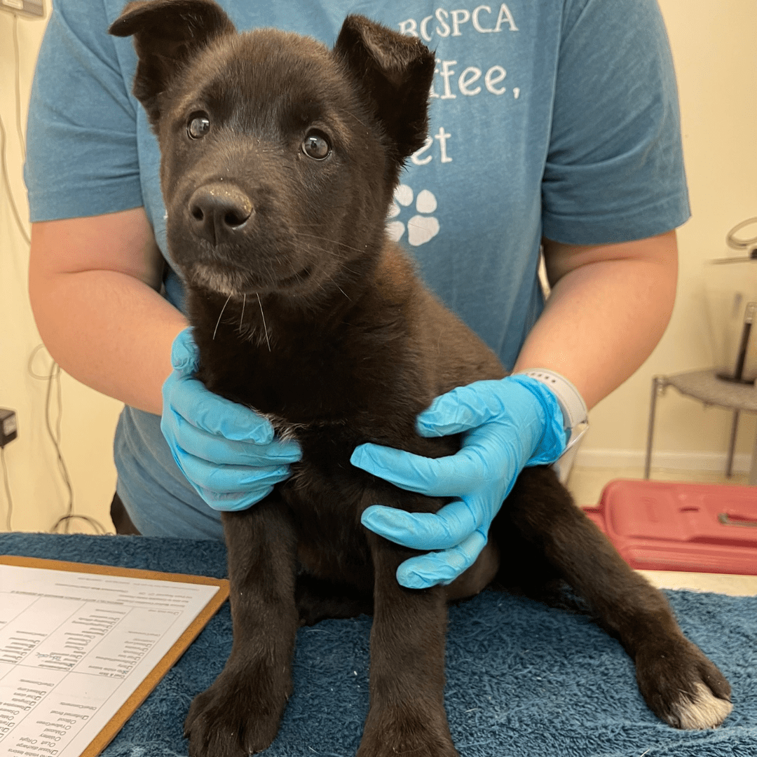 BC SPCA supports strong veterinary regulatory body in B.C., encourages ...