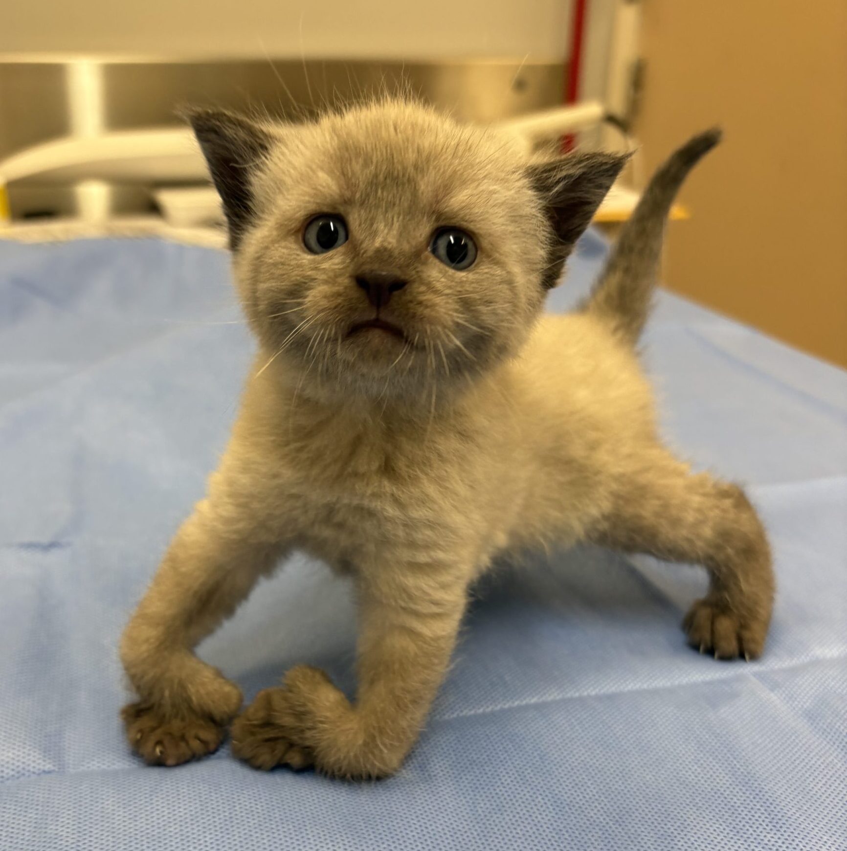 Update: Kitten with congenital deformity rescued from Kelowna property ...