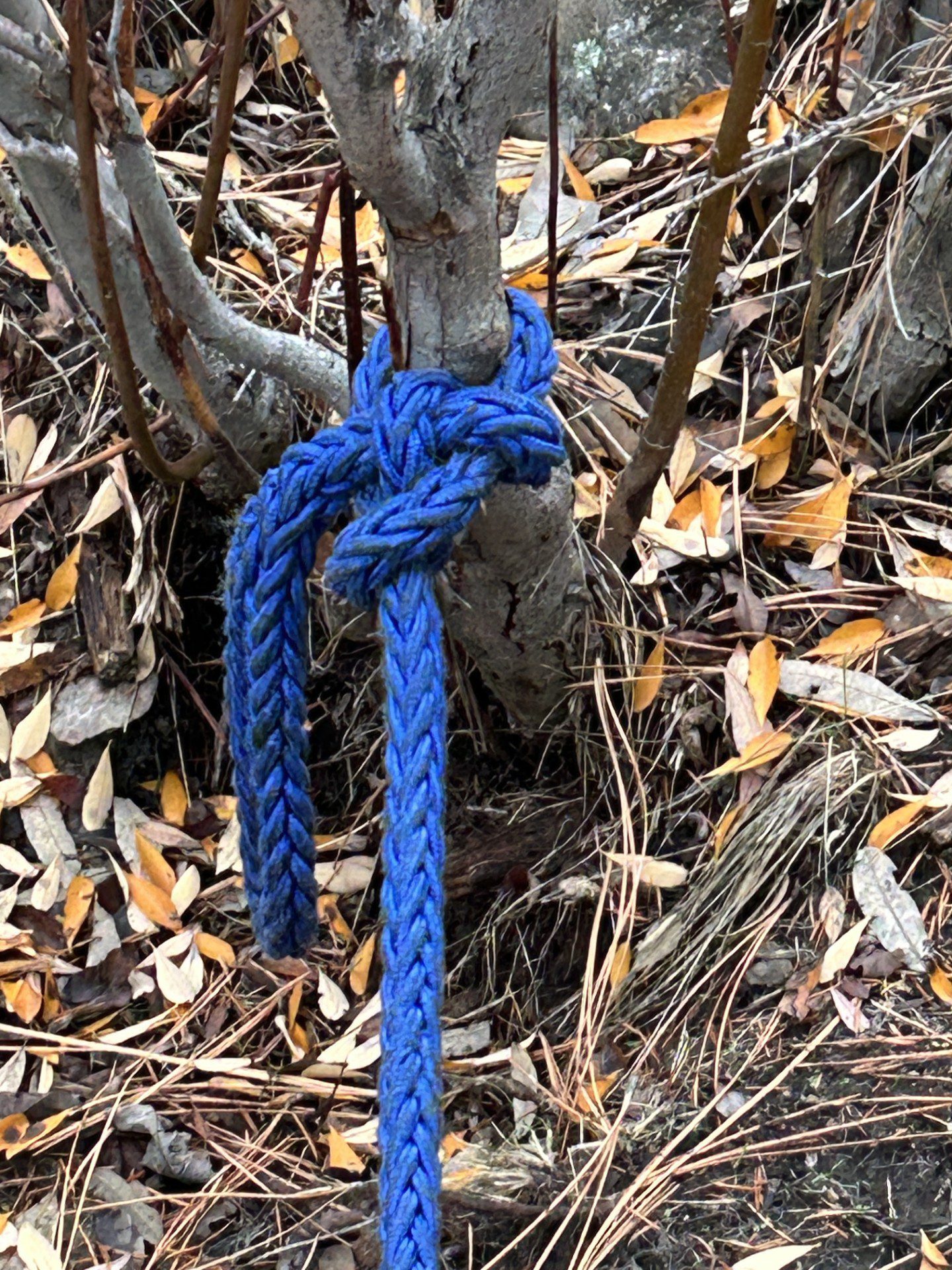 BC SPCA seeking public assistance to identify dog in alarming cruelty ...