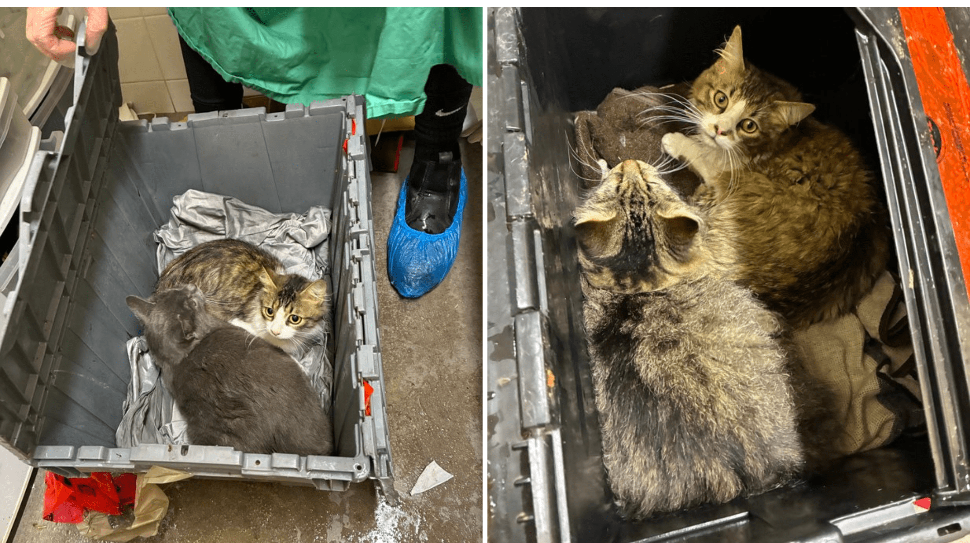 Unprecedented case - 32 cats left at gate of BC SPCA animal centre - BC ...