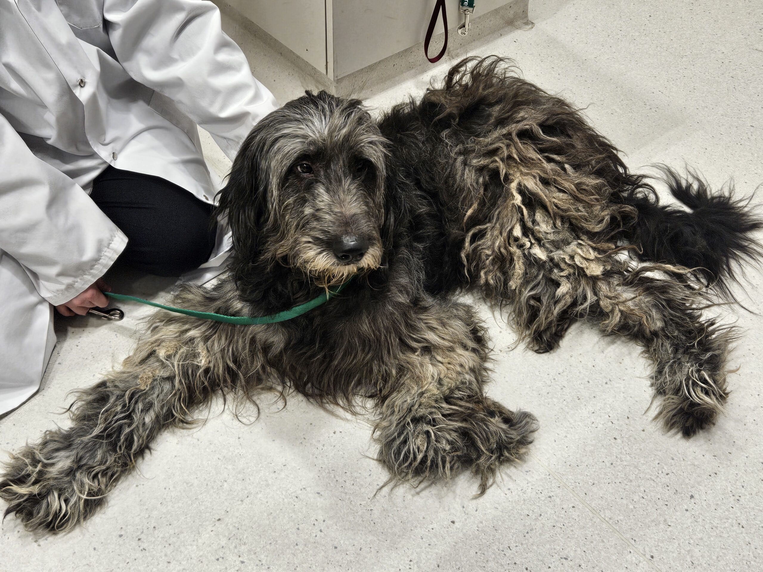 BC SPCA and RDCO work together to save stray labradoodle found in West ...