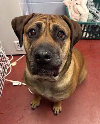 Help the BC SPCA’s longest-term residents find a home for the holidays ...