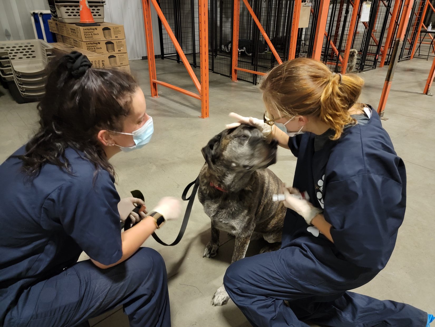 BC SPCA officers caring for animals behind fire evacuation lines in ...