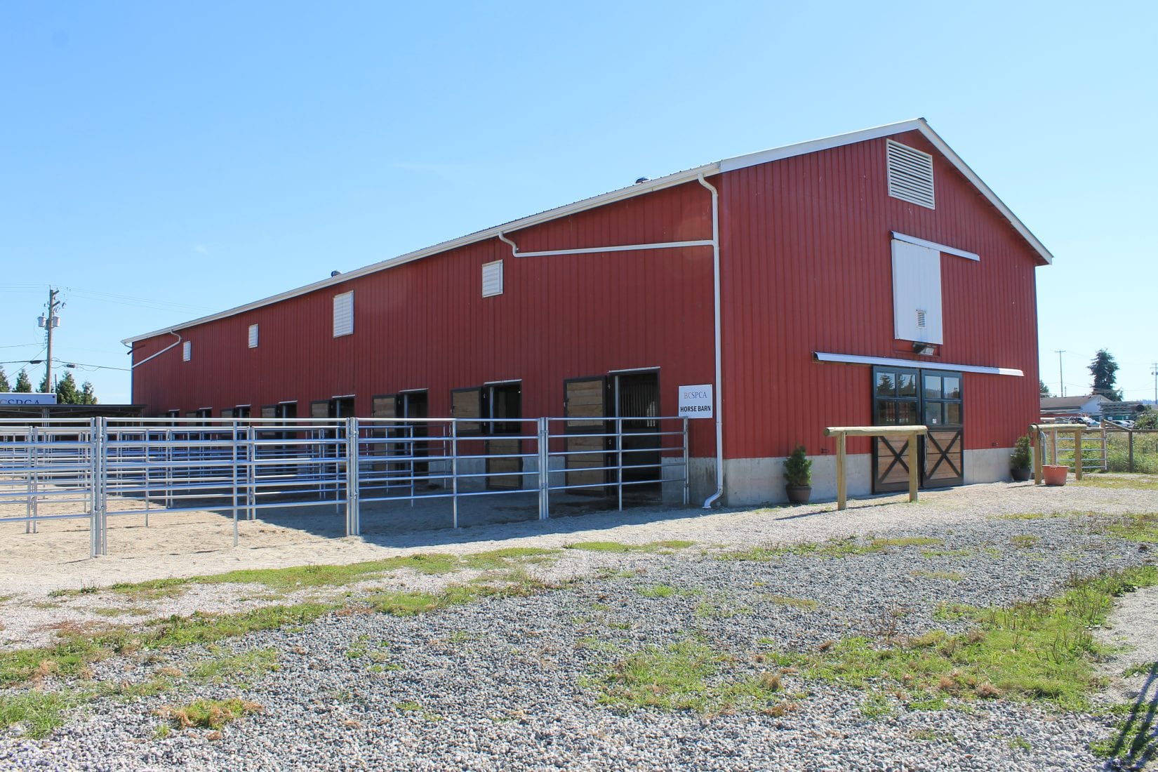 Annie the stray lamb finds her happy ending - BC SPCA
