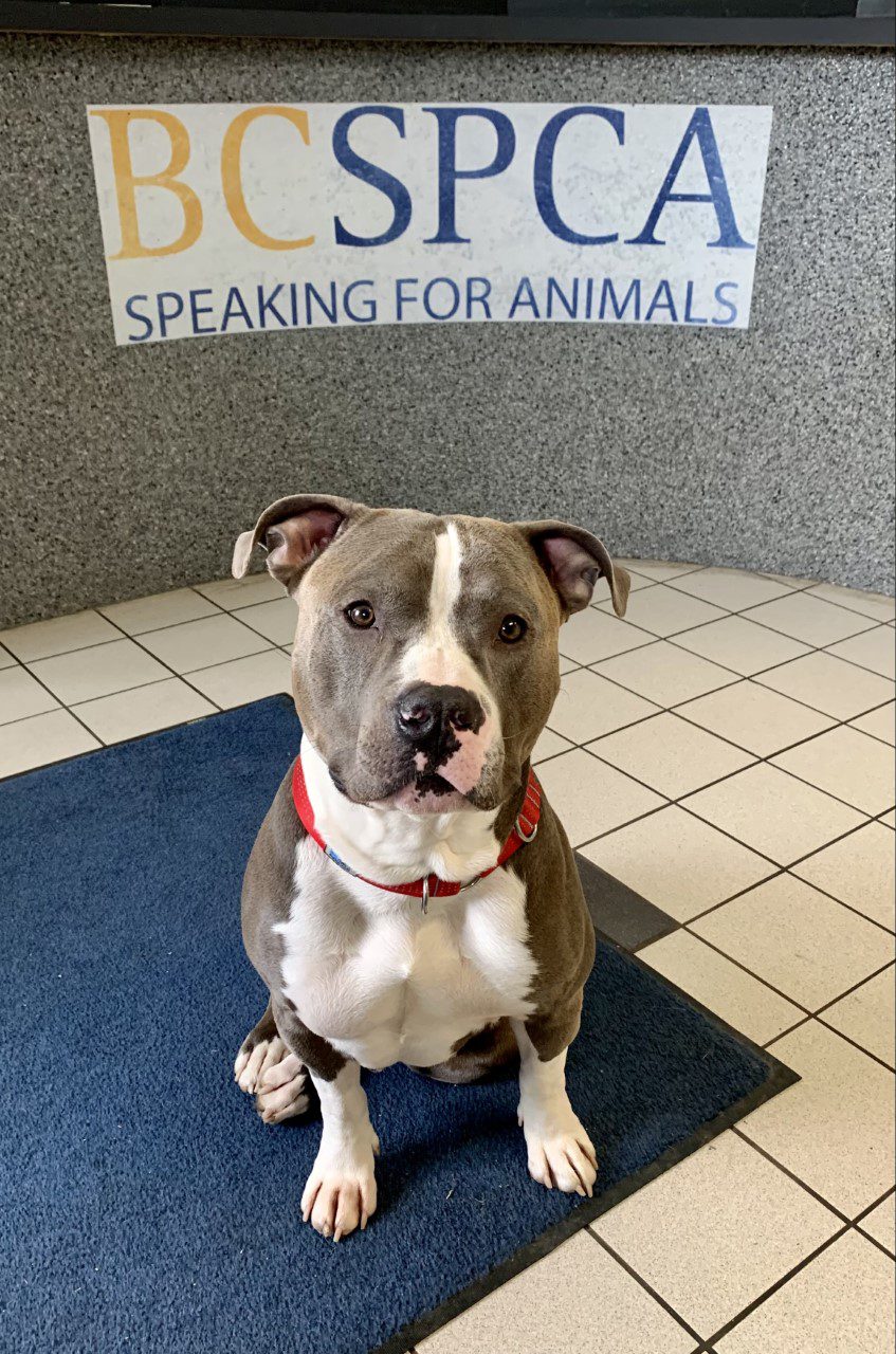 Dog hit by car needs your help - BC SPCA