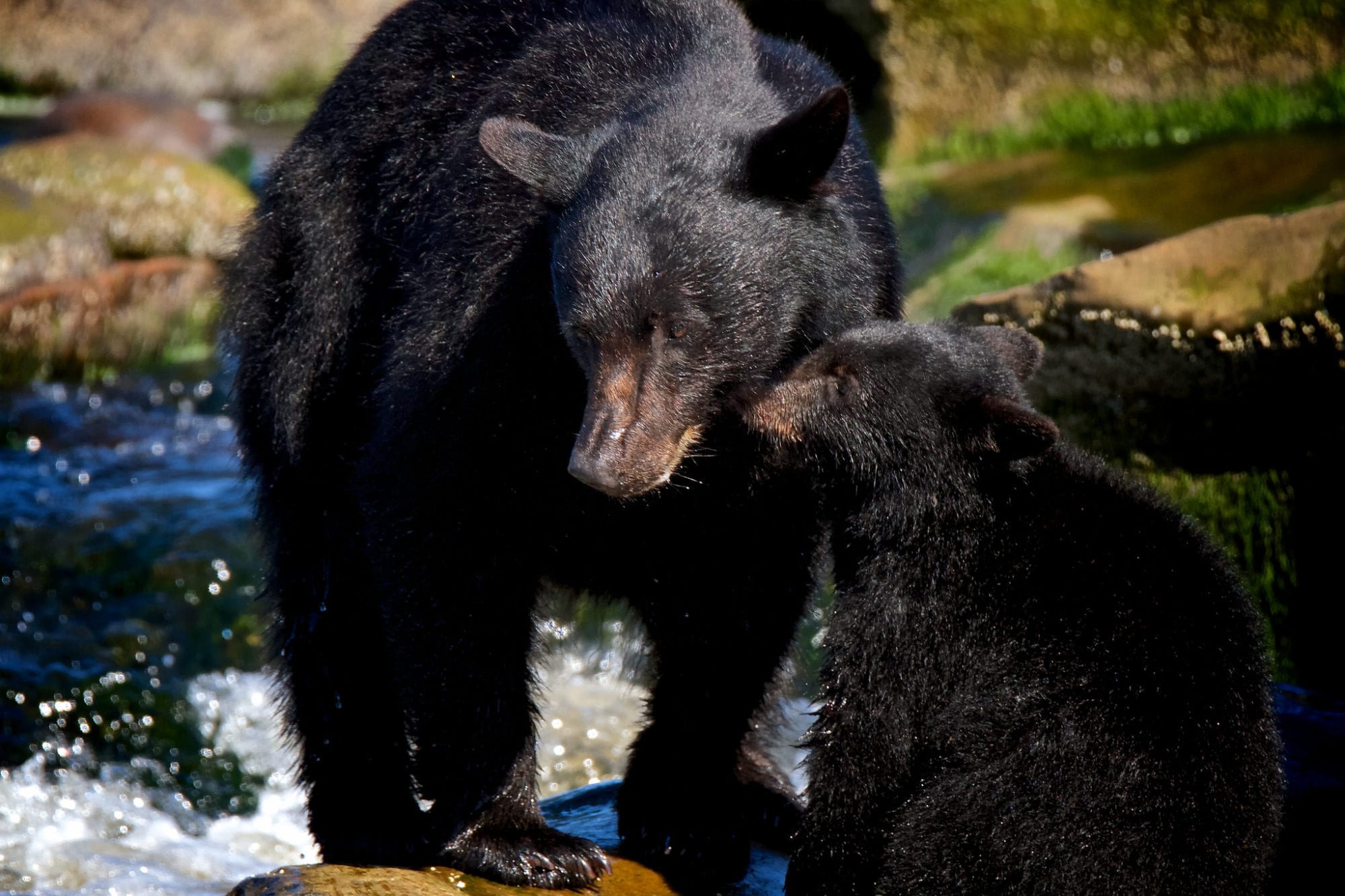 Take action for wild animals