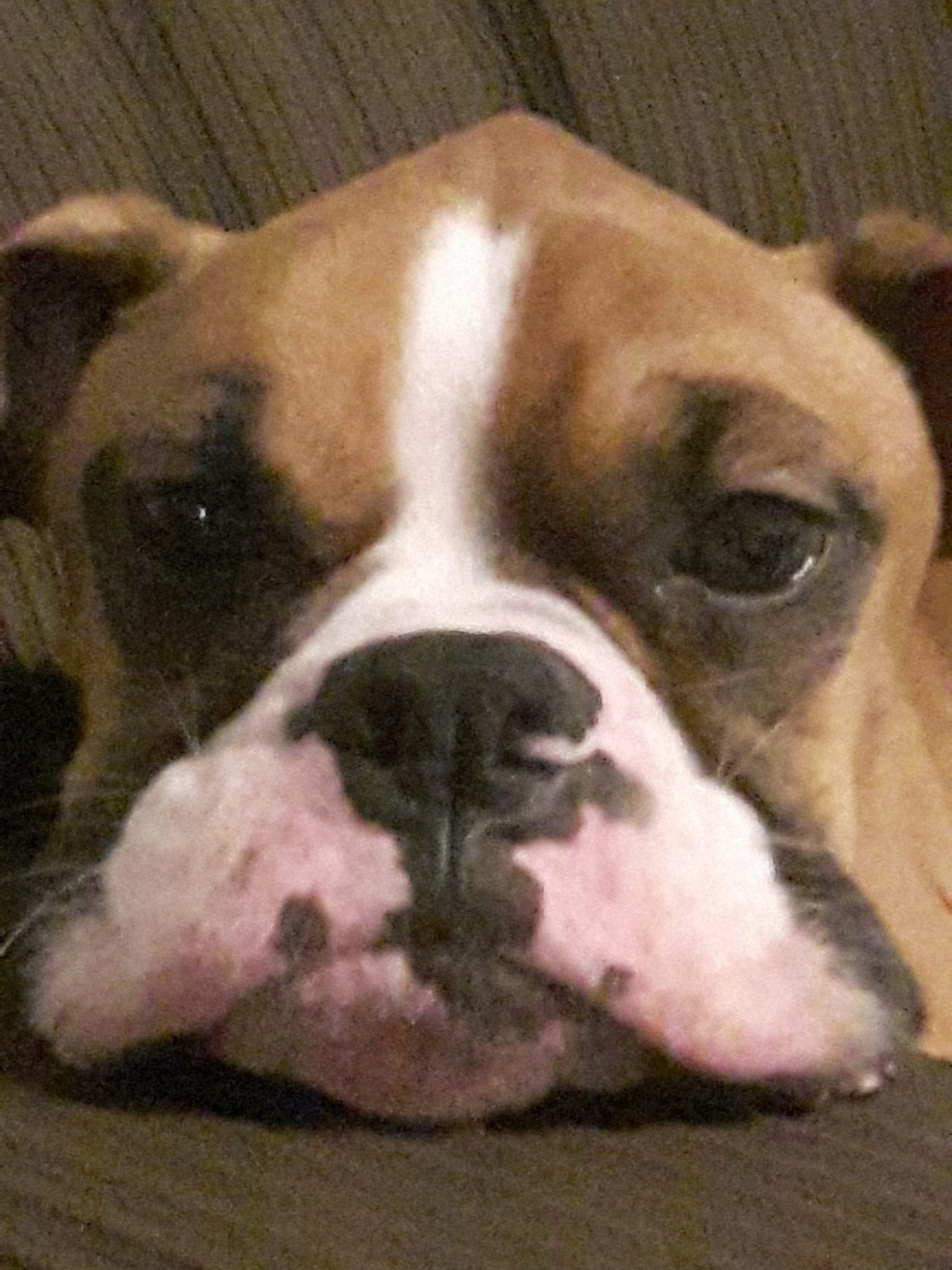 Miracle recovery for Cedric, emaciated boxer found near death