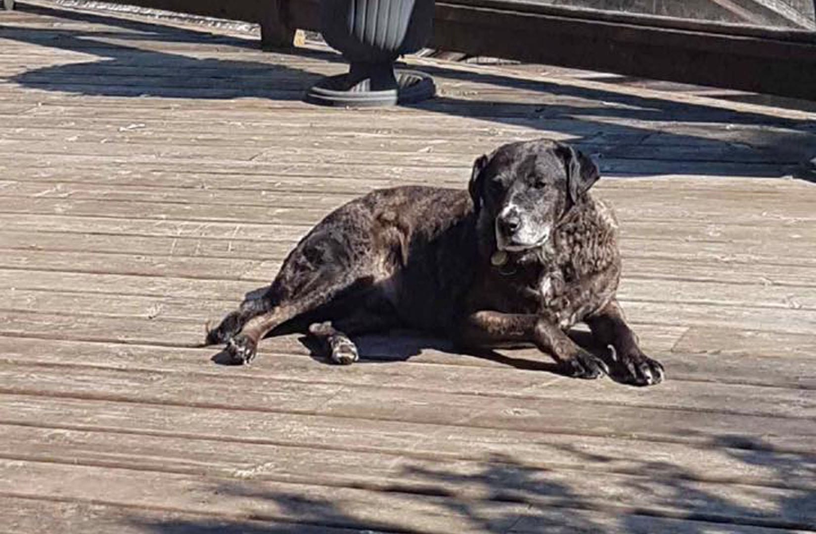 Vancouver BC SPCA Branch