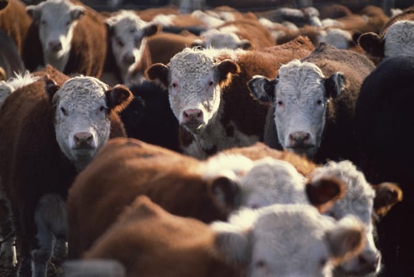 Beef cattle production in Canada