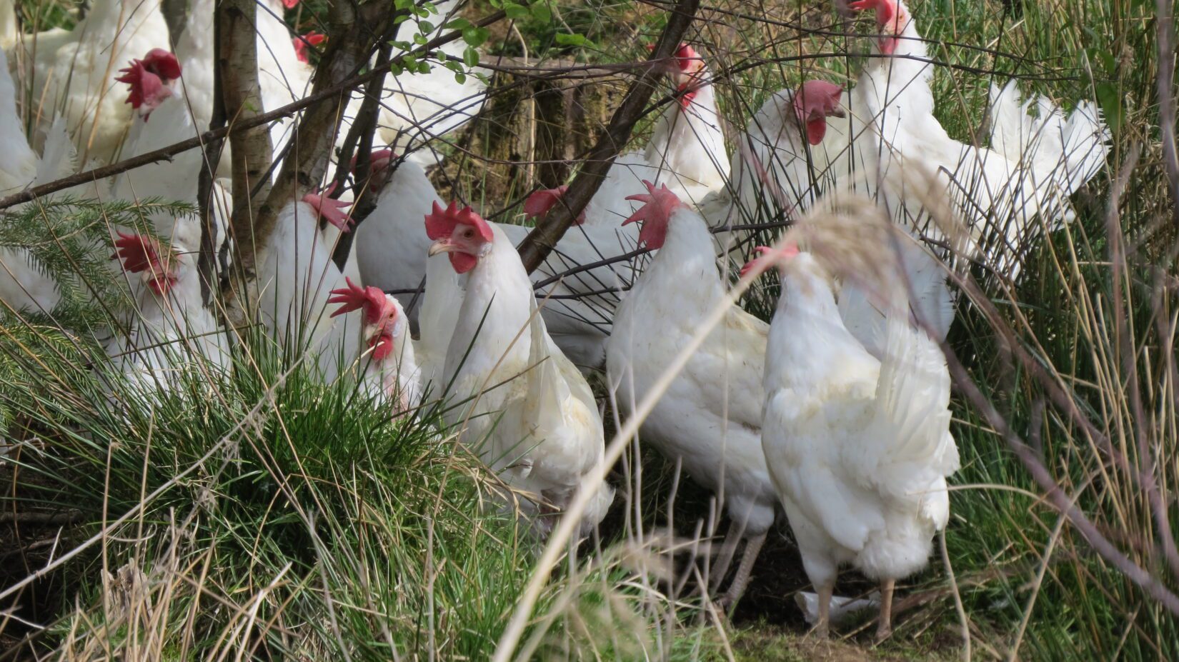 Chicken production in Canada | Broiler chickens | Meat chickens