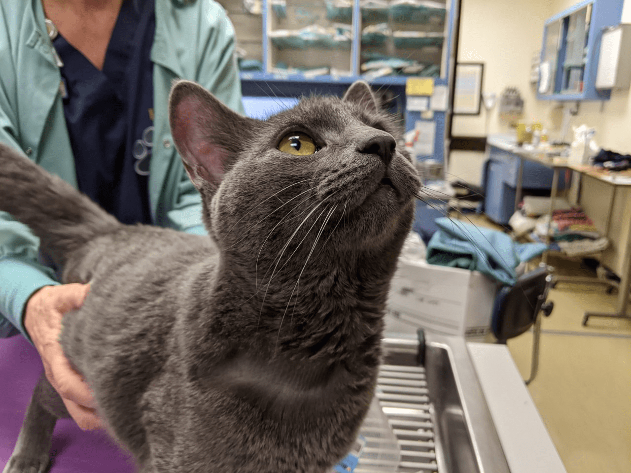 BC SPCA work leads to discovery of new feline virus - BC SPCA