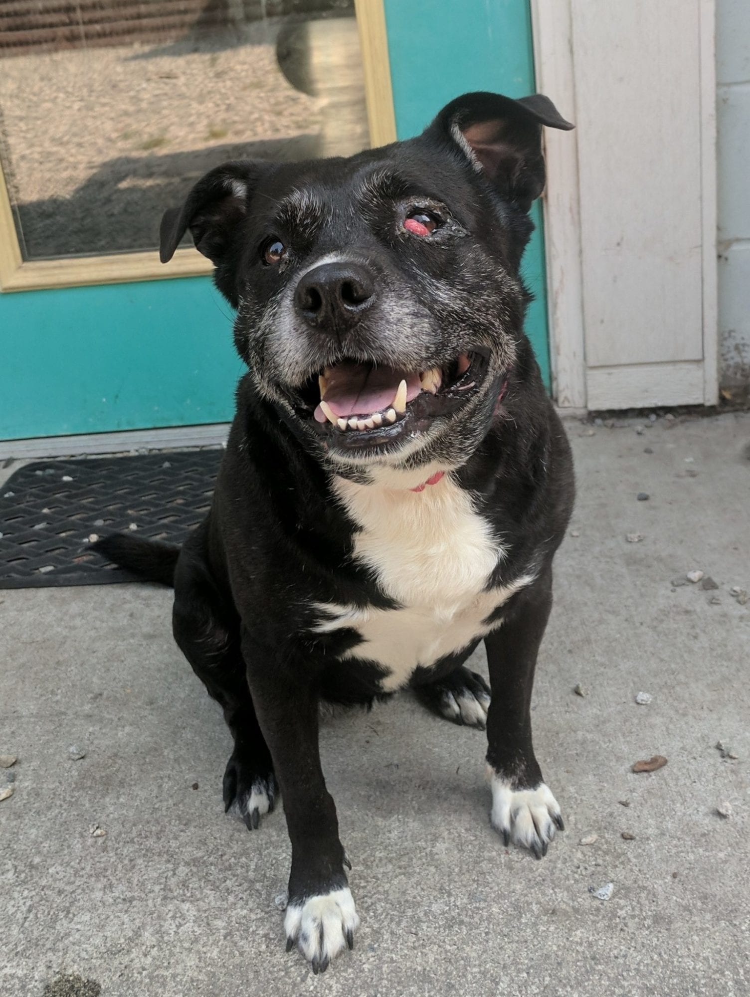 Loyal Gypsy hopes for a helping paw - BC SPCA