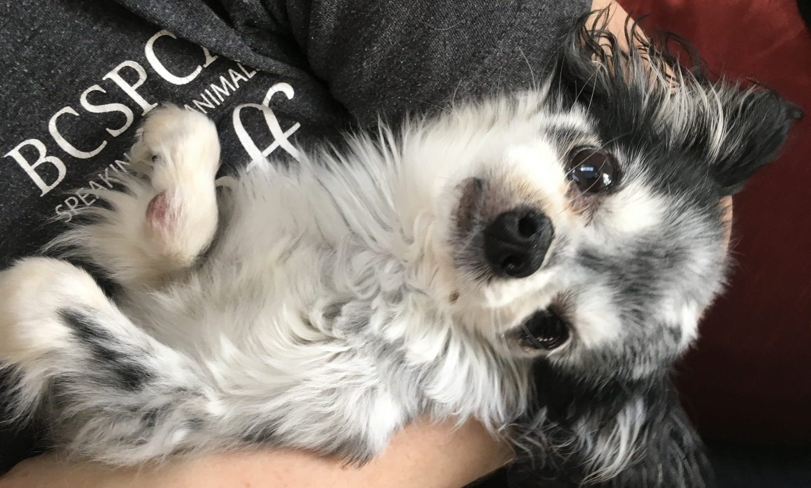 Bella's Story - BC SPCA