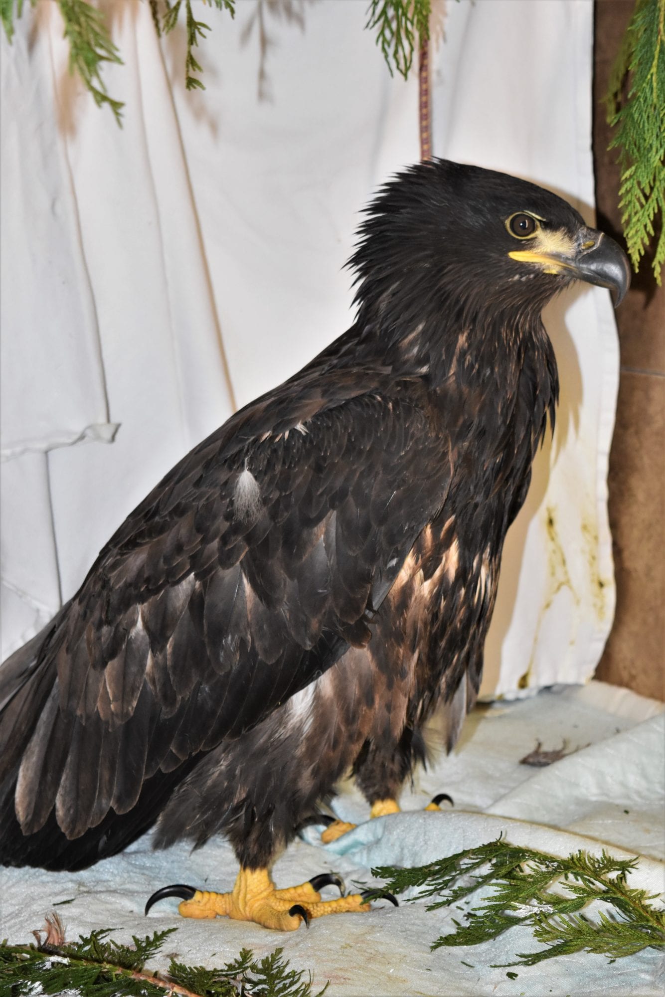 Oak Bay eaglet reunited with family