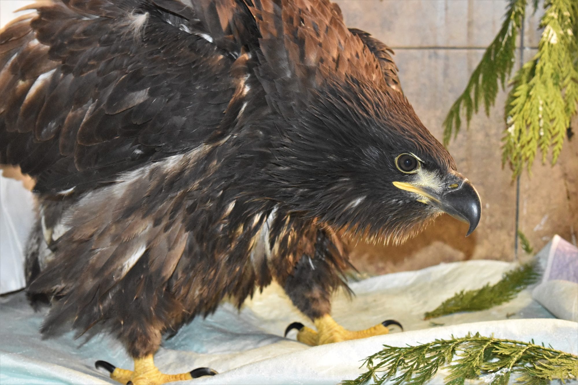 Oak Bay eaglet reunited with family