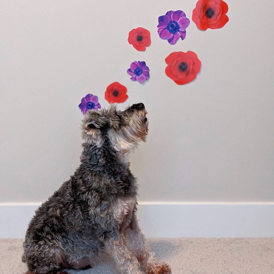 Remembering the animals who served in war - BC SPCA